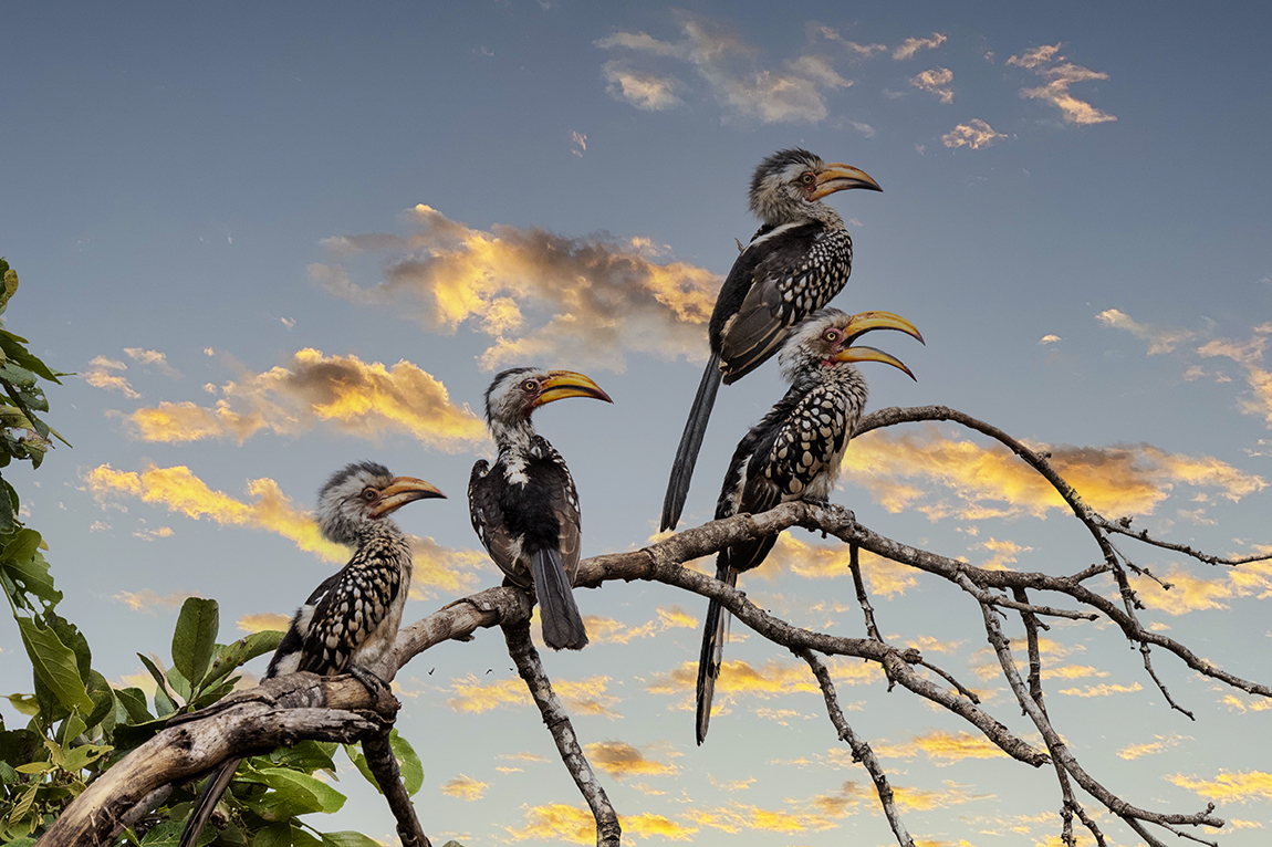 The Consequences of Overtourism: A Case Study on Bearded Heron Safaris ...