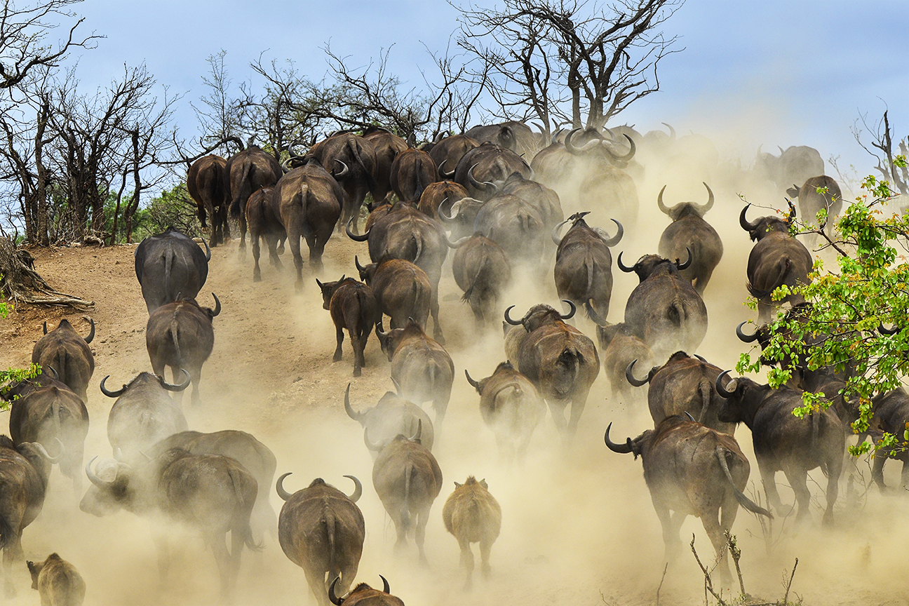 The Consequences of Overtourism: A Case Study on Bearded Heron Safaris ...